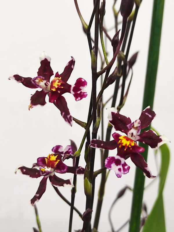 Oncidium Sharry Baby – Europlantas