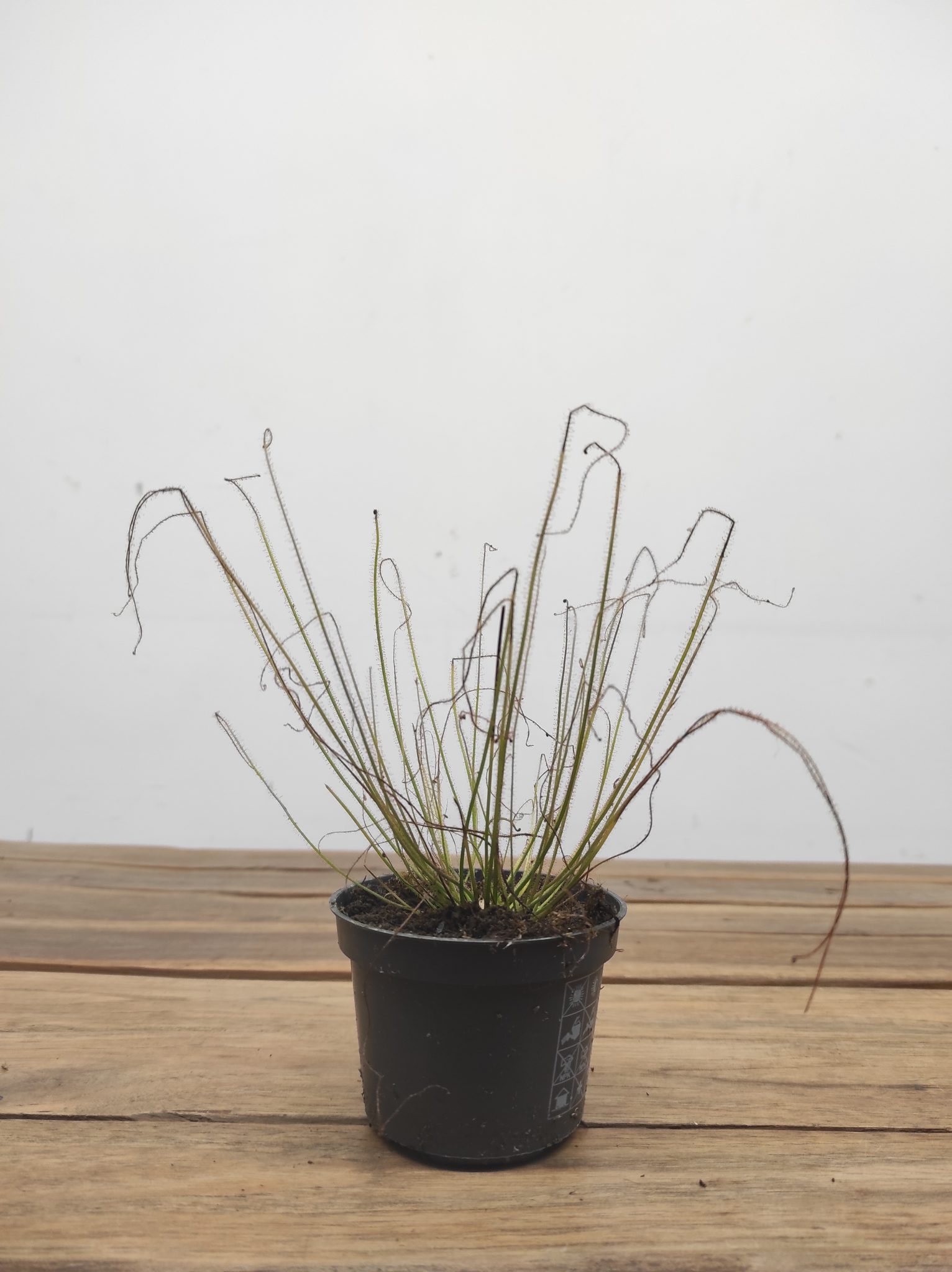 Drosera – Europlantas