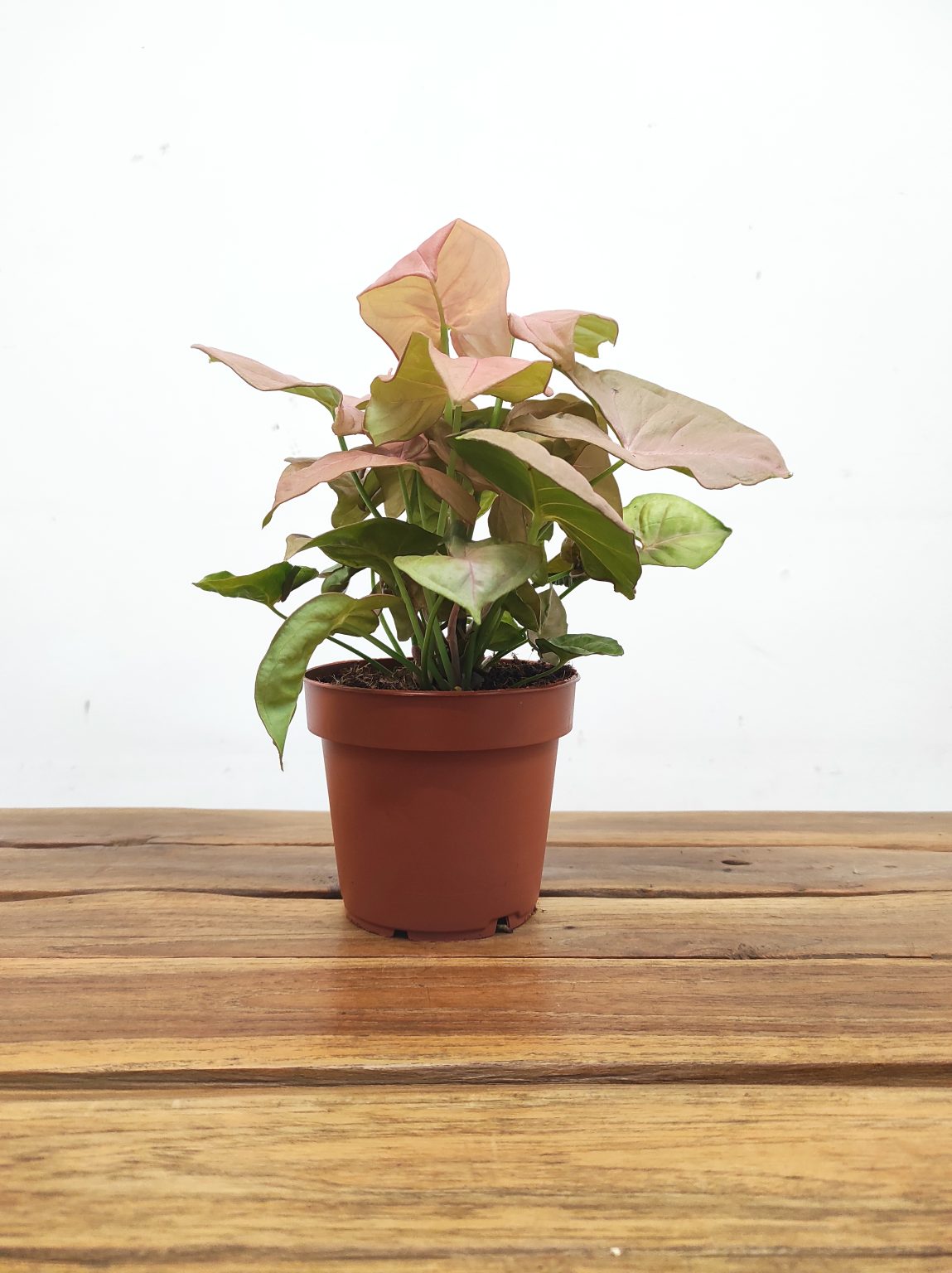 Syngonium Podophyllum Neon – Europlantas